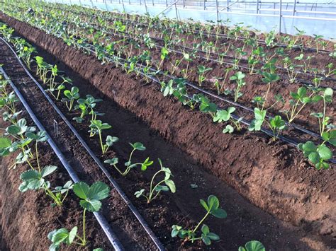 Ногоон Орчин Бидний Сонголт Ногоон Орчин Бидний Сонголт