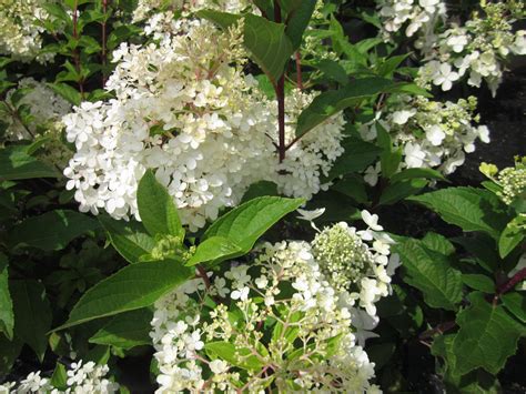 Hydrangea Quercifolia Ruby Slippers Ruby Slippers Dwarf Oakleaf Hydrangea