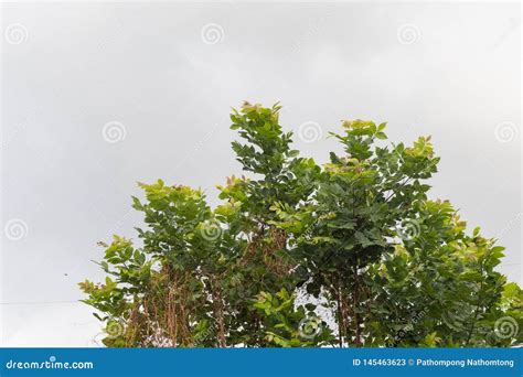 Tree Waving On Heavy Wind Stock Image Image Of Climate