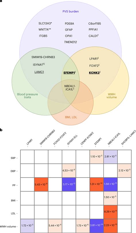Association Of Pvs Loci With Vascular Risk Factors And Other Mri