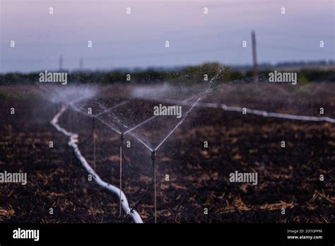 Autonomous Irrigation System For Land And Crops In The Fields Pipes With Water Lie On The Black