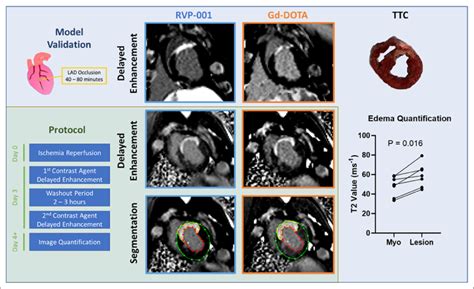 Model Validation And Study Protocol Overview We Performed To Download Scientific Diagram
