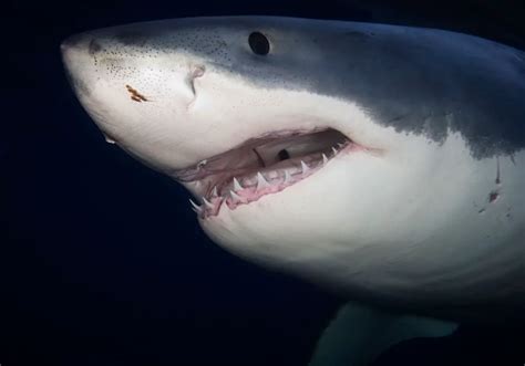 How Long Is A Great White Shark Teeth In Inches Youd Love To Know