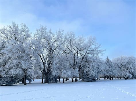 Can Trees ‘explode During Extreme Cold Weather
