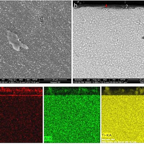 Sem And Eds Analysis For Samples O700 50 A Morphology B Download Scientific Diagram