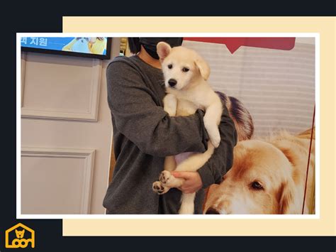 믹스견 사랑이 책임분양 대구강아지가정분양 노르웨이숲분양 천안강아지분양 이탈리안그레이하운드분양 댕댕이 털잘안빠지는강아지 포메라니안가격 보더콜리분양가 빅토리아펫보호소 입양완료