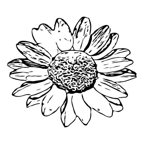 Black Flowers On A White Background Vector Illustration Stock Vector