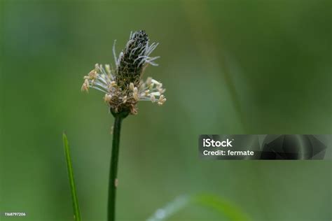 리브워트 질경이의 꽃 식물은 기침 약 및 기타 한방 요법으로 허브 차에 사용되며 복사 공간이있는 녹색 배경에 대한 매크로 샷 0명에 대한 스톡 사진 및 기타 이미지 Istock