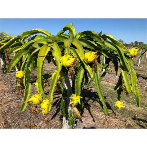 Full Sun Exposure Israeli Yellow Dragon Fruit Plant For Garden At