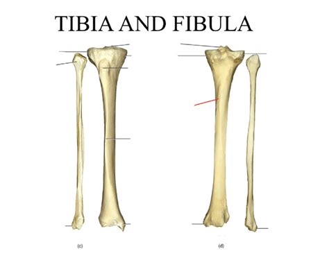 Tibia And Fibula Bone Anatomy Quiz