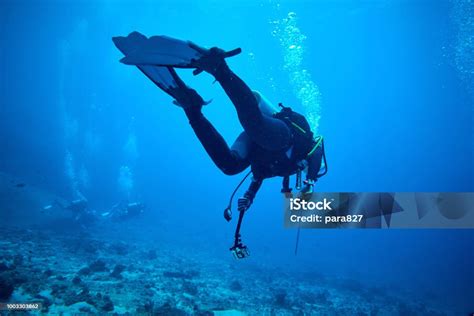 화려한 물고기와 해양 생물 깊고 푸른 바다에 산호초와 함께 아름 다운 수 중 세계 스쿠버 드라이브 나비고기에 대한 스톡 사진 및 기타 이미지 Istock