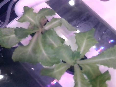 Lettuce Object Detection Dataset By Joljack