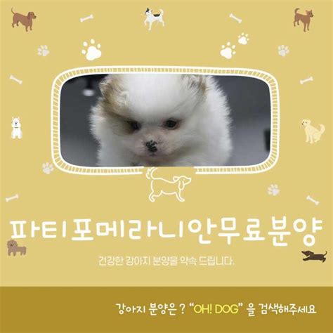 파티포메라니안무료분양 매력이 넘쳐나는 쪼꼬미 네이버 블로그