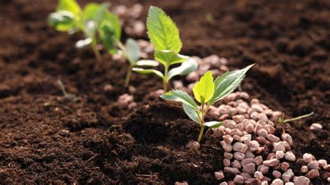 7 Benefits Of Langbeinite Fertilizer