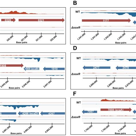 Rna Seq Reads Visualized On Integrative Genomics Viewer Reads Were