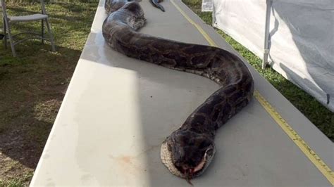 Super Long Python Found In Florida Watch Video