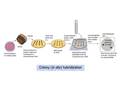 Colony In Situ Hybridization In Situ Hybridization Colonial Pie Chart