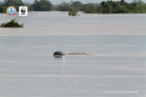 កូនផ្សោតមួយក្បាលទៀត ត្រូវបានគេប្រទះឃើញនៅក្នុងទន្លេមេគង្គ