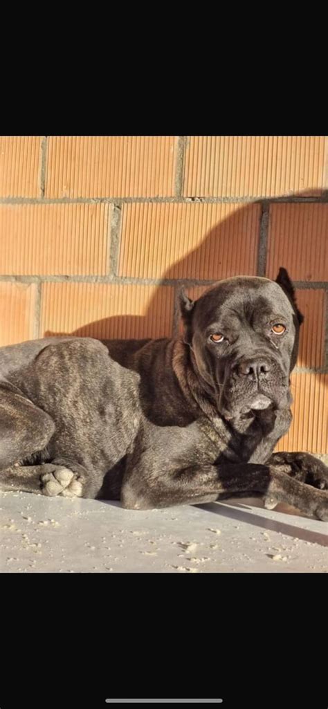 კანე კორსო Cane Corso
