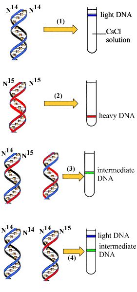 A Calibration Step In Bacterium Cultured Biological Science Picture