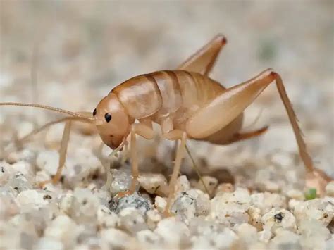 Bugs That Jump How To Identify And Prevent Infestations