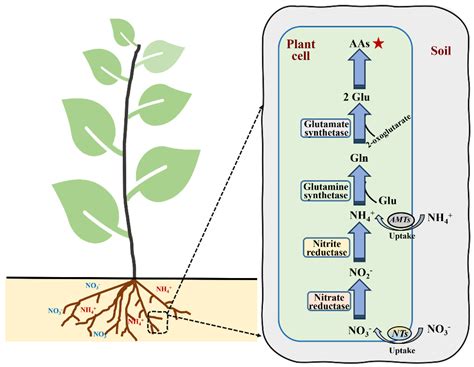 Nitrogen Uses In Plants