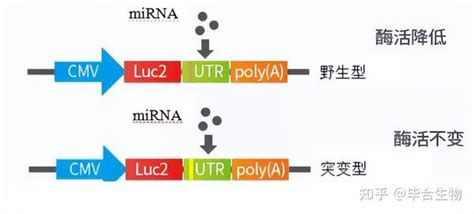 荧光素酶的作用原理及应用 知乎