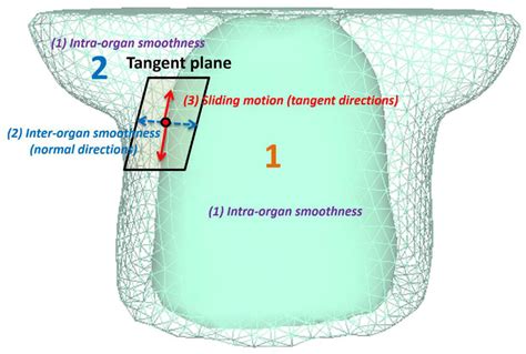 Three Different Constraints Between And Inside The Organs Intra Organ