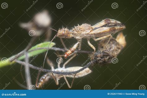Close Shot Of The Spined Assassin Bug Stock Image Image Of Heteropteran Hemiptera 252611943