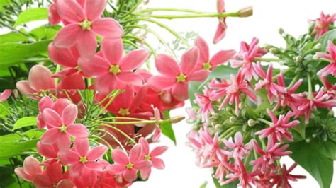 Ý Nghĩa Của Chậu Hoa Sử Quân Tử Nhiều Người Chưa Biết Lưu ý Trồng Sử Quân Tử để Hợp Phong Thủy