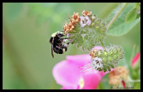 Black Bee The San Joaquin Wildlife Sanctuary Encompasses O Flickr