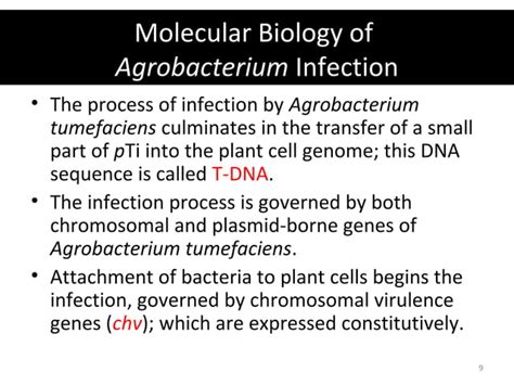 Molecular Biology Of Agrobacterium Infection Ppt