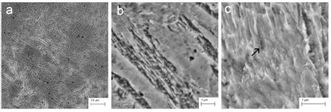 Sem Micrograph Of The Vertical Cross Section Of The As Built Slm Sample