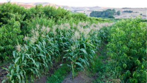 Strip Cropping System What Is The Strip Cropping System