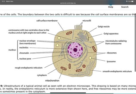 Chapter Cell Structure Flashcards Quizlet