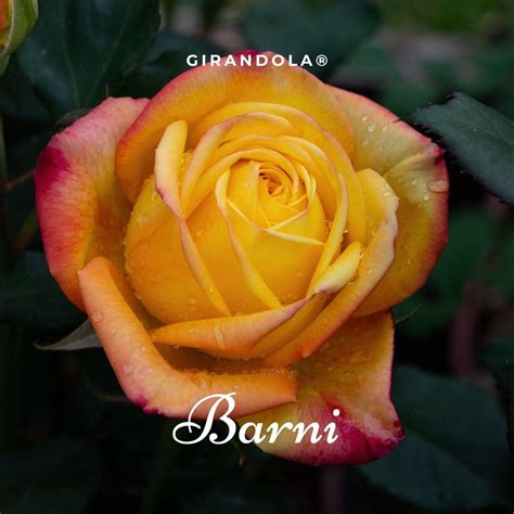 Rose Barni The Rose Of The Borghetto