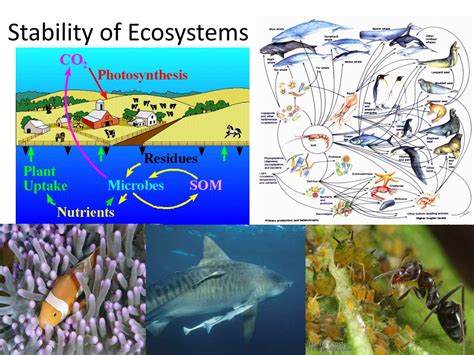 Determine The Stability Of Each Ecosystem
