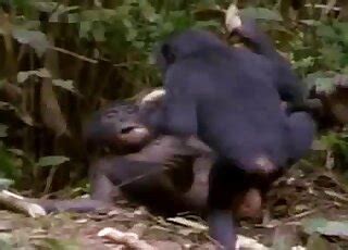 Обезьяны Порно Видео любительское ххх животные Популярные Страница