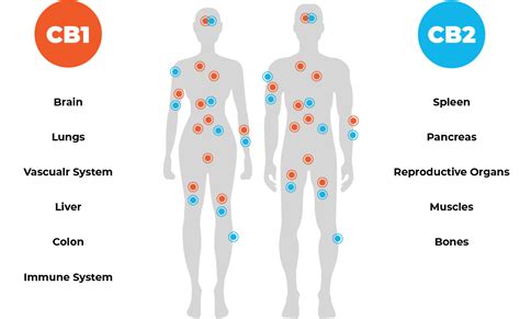 The Endocannabinoid System Ecs Explained Cbd Force