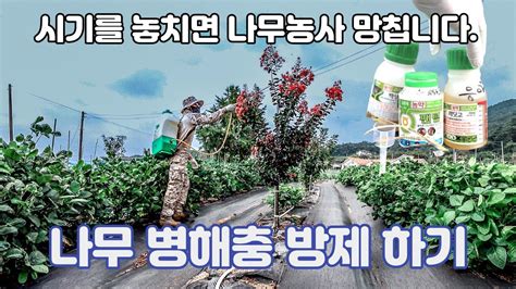 【가을 나무 병해충 방제】 처서 벌레가 많은 시기 나무 병충해 관리 하기 🧪 Youtube