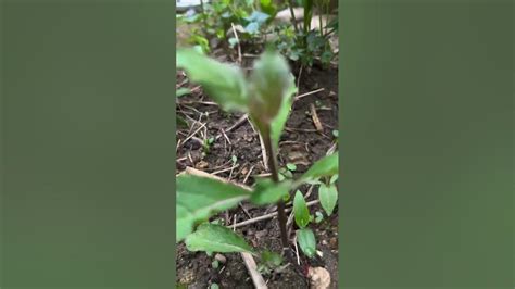 어린 잔대 새싹이 자라는 모습 Youtube