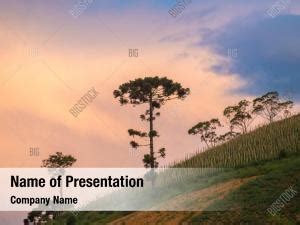Trees PowerPoint Templates Trees PowerPoint Backgrounds Templates For PowerPoint