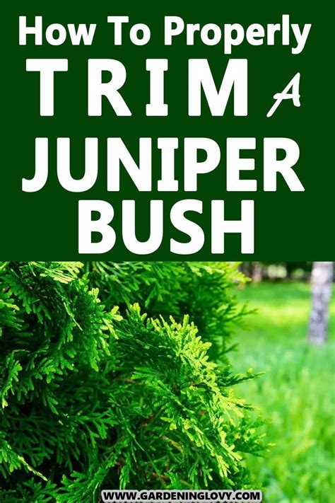 HOW TO PROPERLY TRIM A JUNIPER BUSH In Juniper Bush How To Trim Bushes Juniper Plant