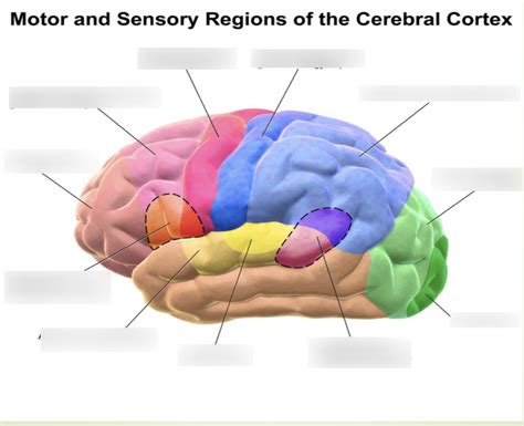 Motor And Sensory Regions Of Cerebral Cortex Diagram Quizlet