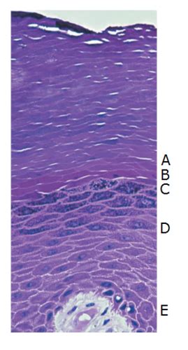 Dsm Chapter 5 Section 1 2 Flashcards Quizlet