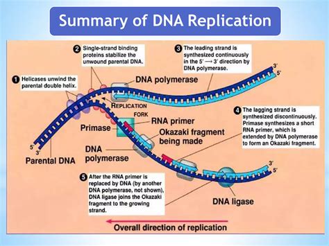dna replication in eukaryotes pptx