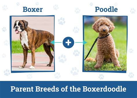 Boxer Poodle Mix Boxer Puppies Archives Ch Boxer Rescue