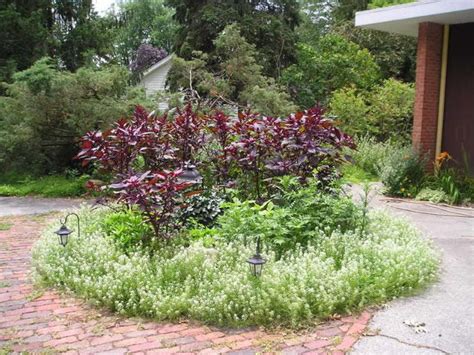 250 Burgundy Amaranthus Hypochondriacus Amaranth Grain Vegetable Flowe Seedville Usa
