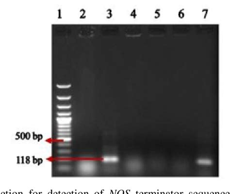 Figure 2 From Pcr Based Detection Of Genetically Modified Soybean At A Grain Receiving Port In
