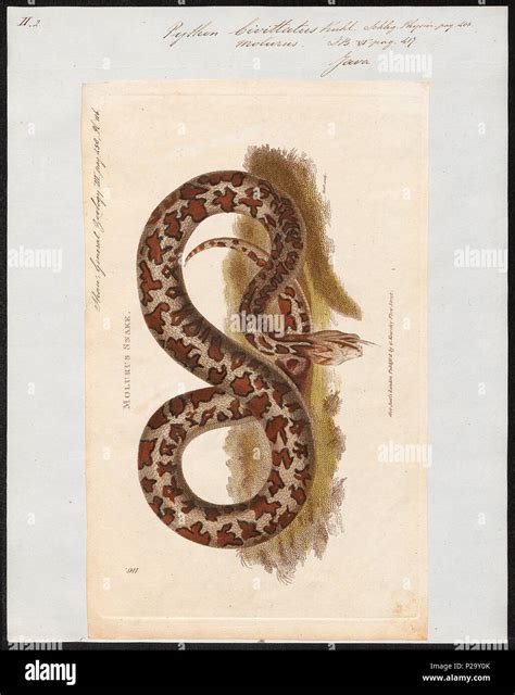Python Bivittatus Between 1700 And 1880 274 Python Bivittatus 1700 1880 Print